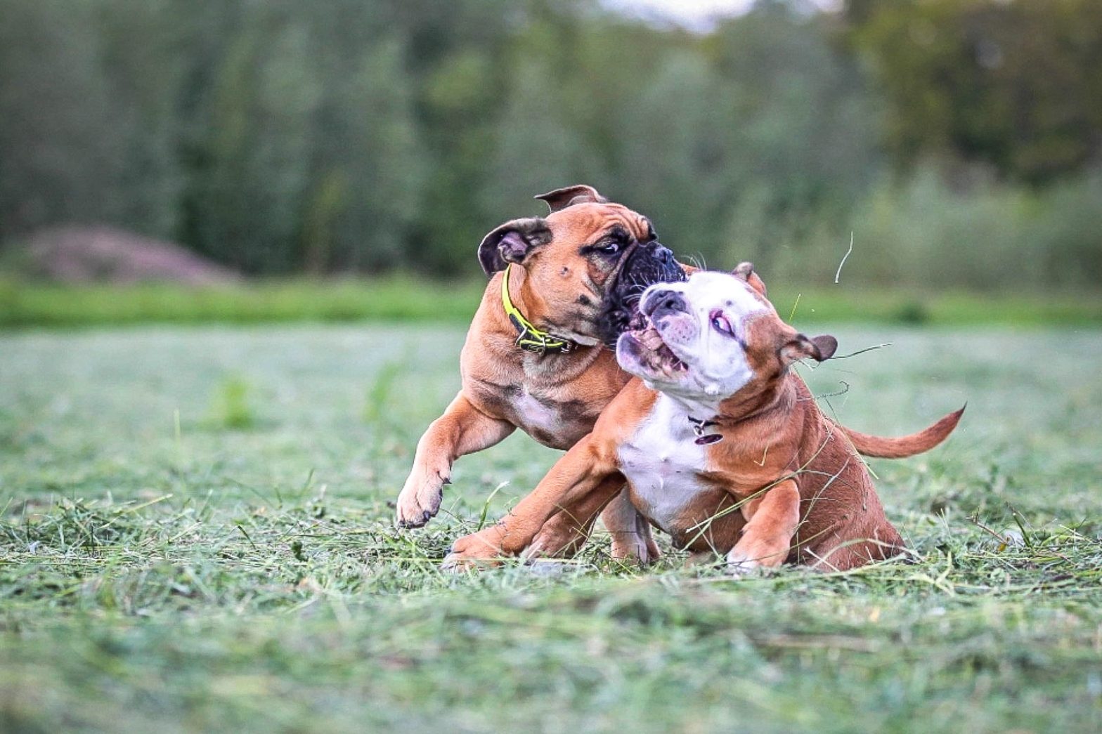 AUSSTELLUNGEN – Conti-Bulldog