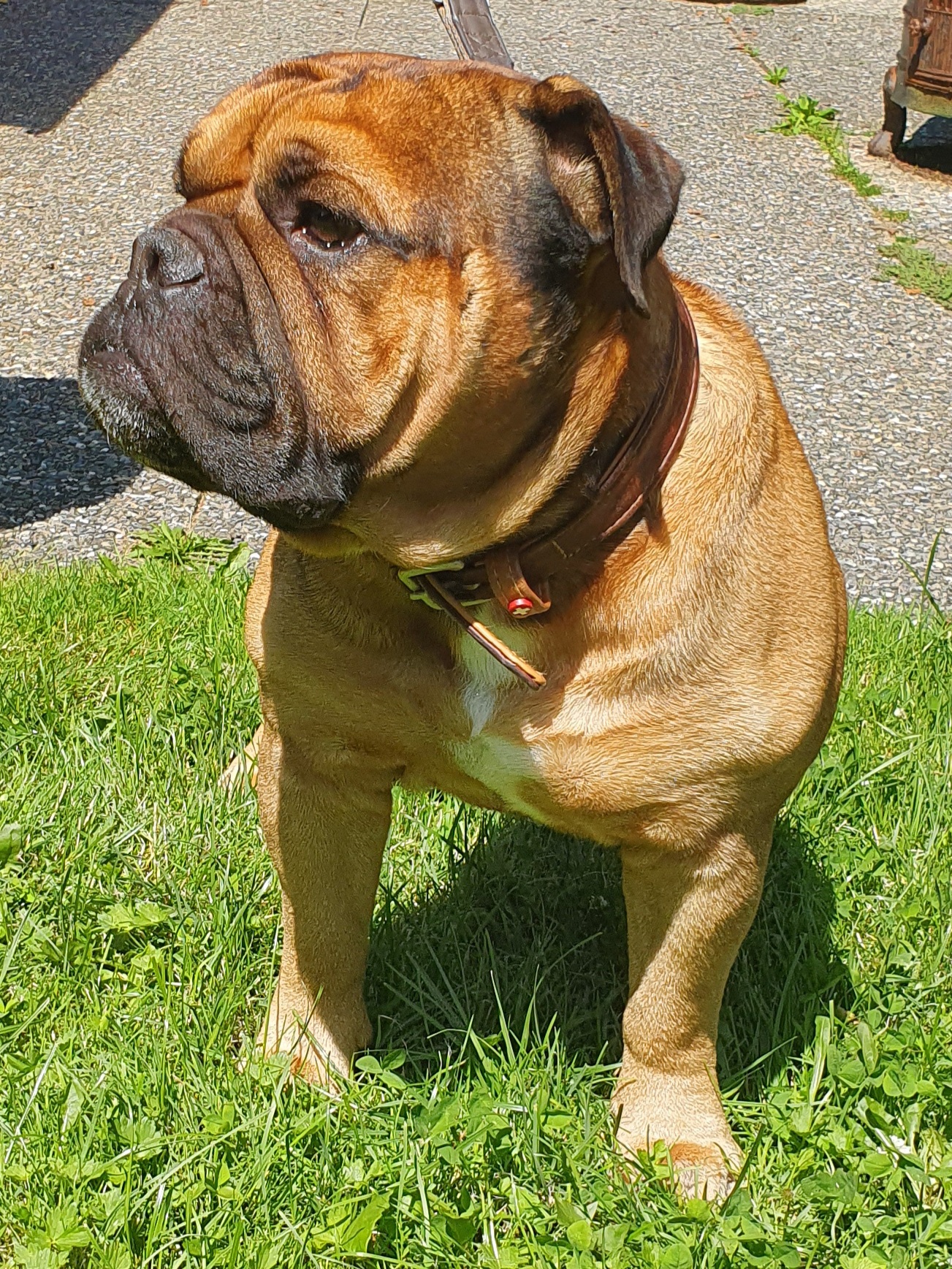 B-Wurf-Bella-Tinka – Conti-Bulldog